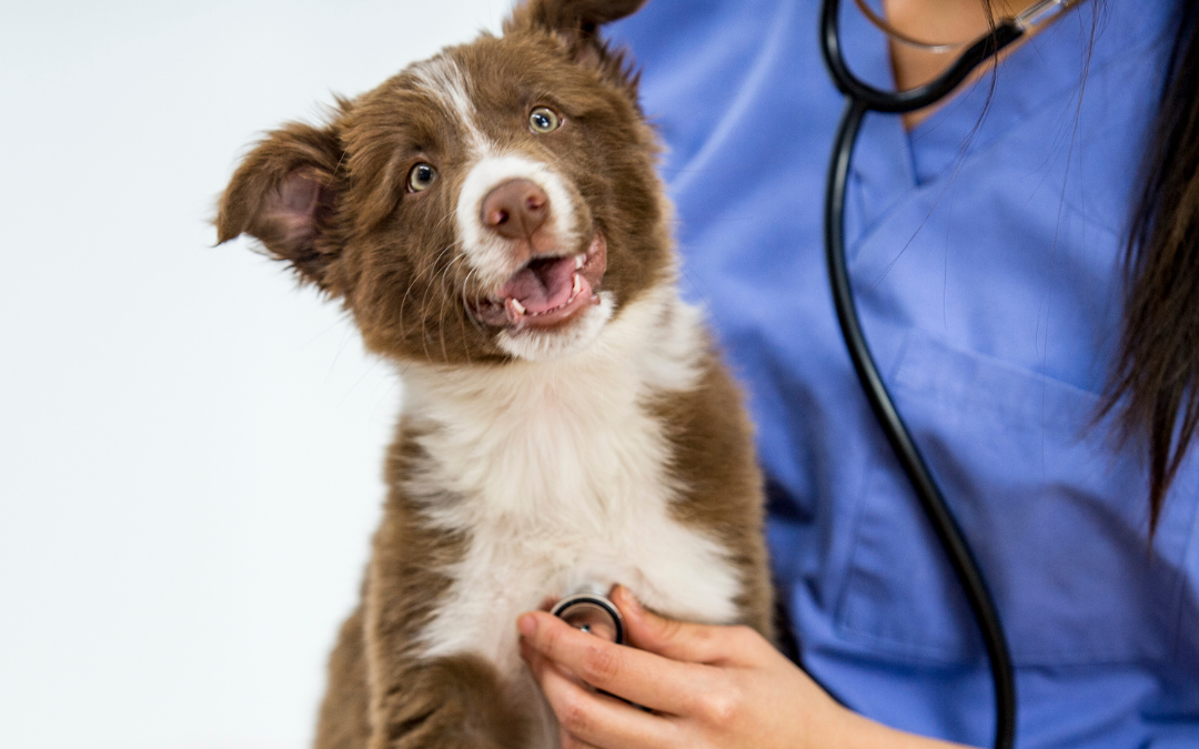 Tips for Vets Dealing With Stress - Veterinary Pathology Group